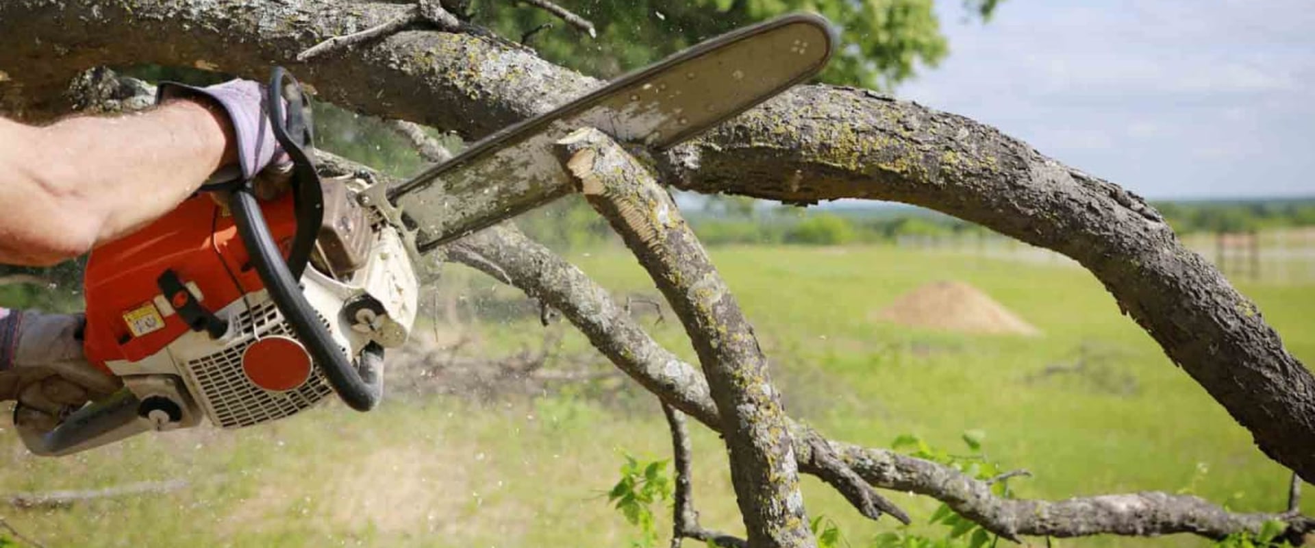 Identifying Potential Hazards in Trees: A Guide for Tree Trimming ...
