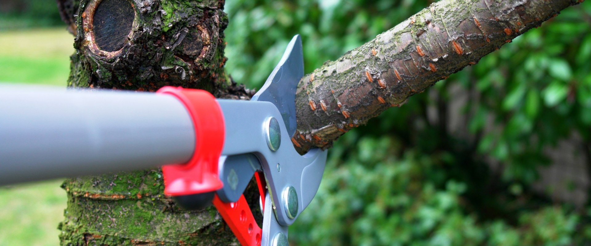 Properly Shaping Trees: A Guide for Professional Tree Trimming Services ...